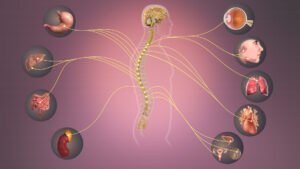 Neurogener Schock | Rettungsdienst FactSheets